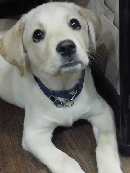 Labrador retriever Лабрадор