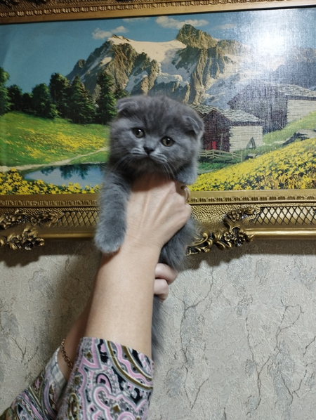 Продаются котята скотиш фолд и скотиш страйт