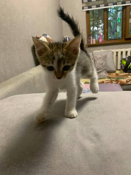 Отдам котенка в добрые руки ( мальчик )