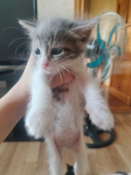 Котята в хорошие руки