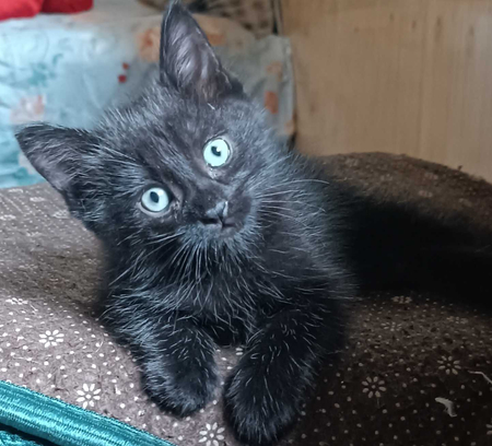 Отдам котят даром