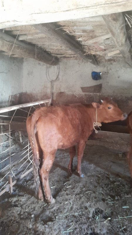 Manzil kogon tuman