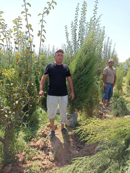 Лимон, Арча ва гул кучатларимиз бор  сифатига кафолат берамиз