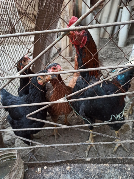 6 ta tovuqlar sotiladi 1 ta xoroz bn 7 ta