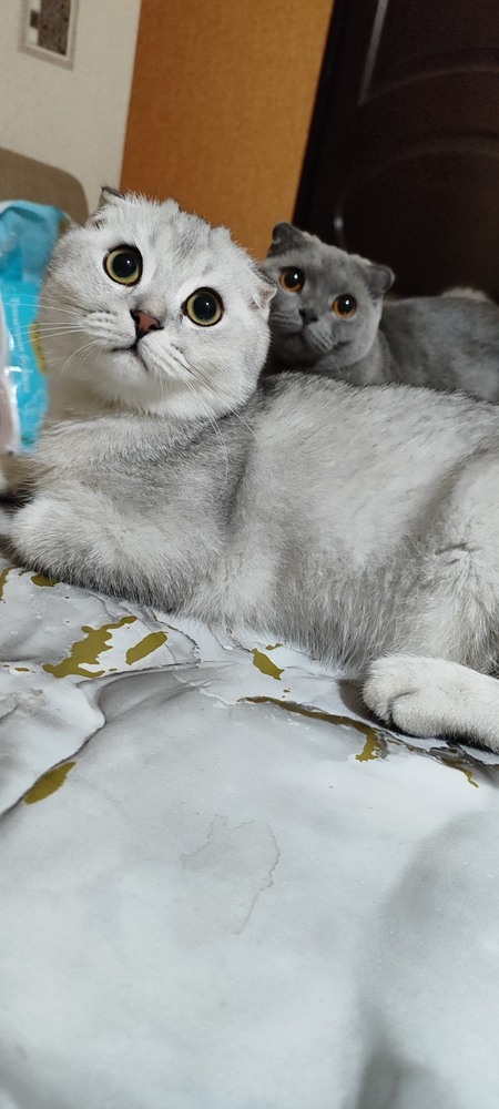Зотдор мушу сотлади шиншила