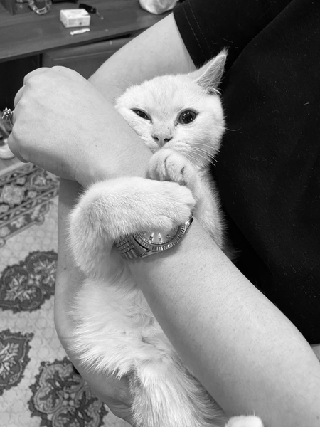 Золотистая шиншила