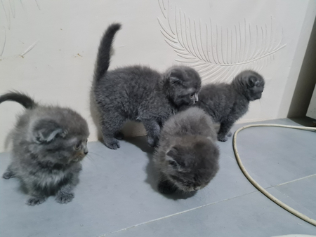 Продаются котята скоттиш-фолды