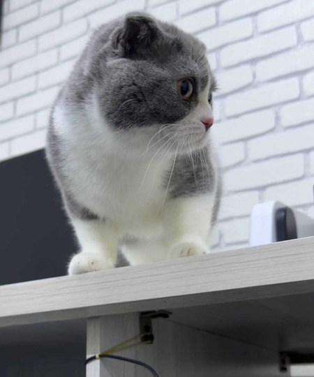 Tozza zotdor Scottish fold 6 oylik ug'il bola