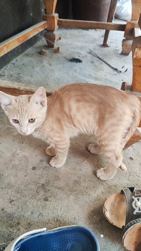 Отдам котенка(кот)