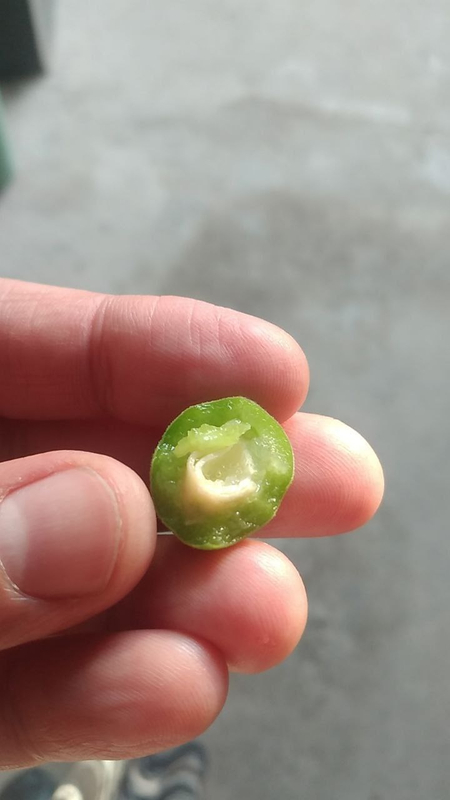 Свежий Довча ва куксултон