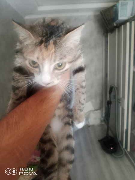 Срочно продам бенгальскую кошку