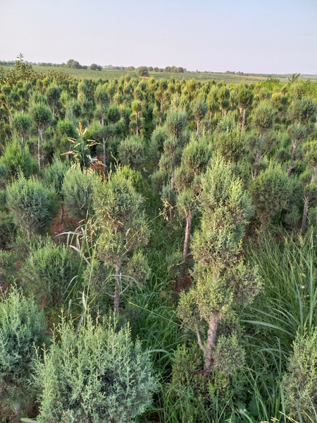 Archa kōchat lar bor