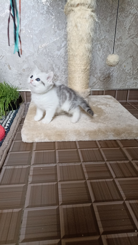 Продаётся котёнок скоттиш страйт