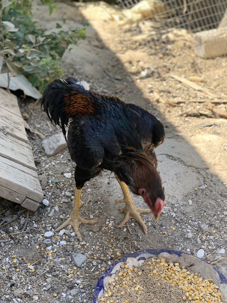 Dakan xo’roz sotiladi