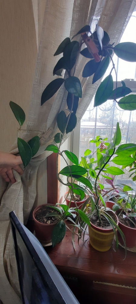 Продам комнатные растения