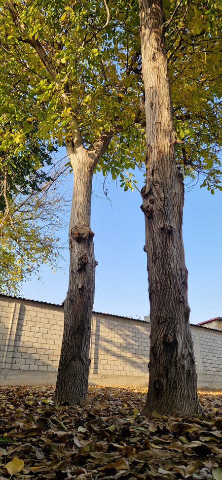 Продаётся ореховое дерево 2шт. 2та енгок дарахти сотилади...