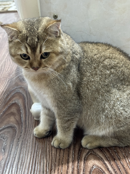 Скотиш страйт кот большой