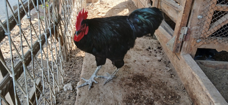 Qora shahzoda ho‘roz sotiladi.
