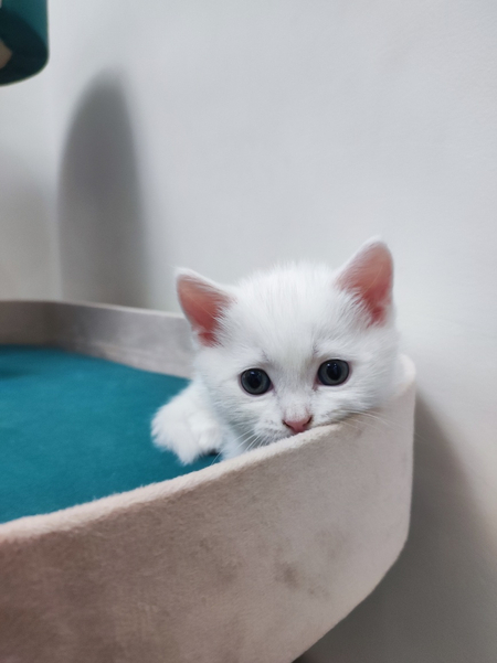 Пародистые котята.