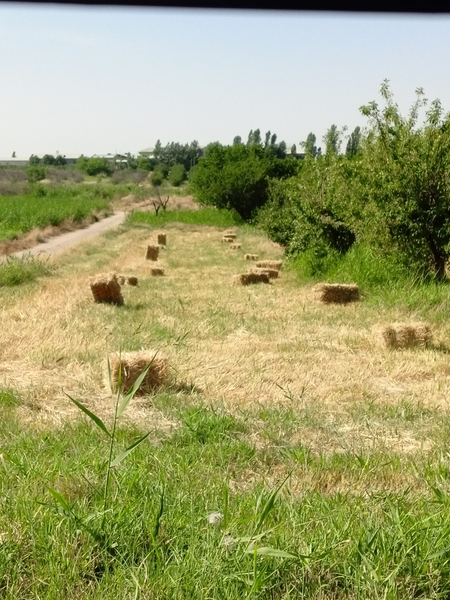 Toza hashak, qiltanogʻlari yoʻq. Mol,qoʻy mazza qip yodi 100 ta bor