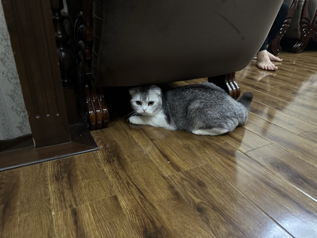 Кошка совсеми принадлежностями (не абинская)