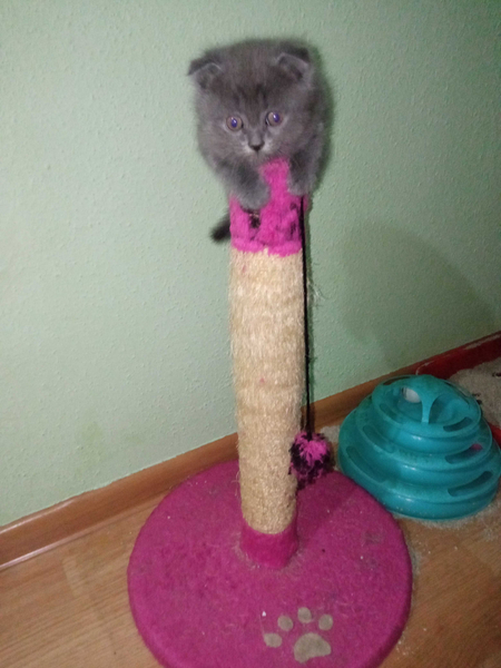 Котята скоттиш фолдики готовы к переезду