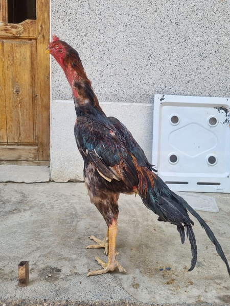 Dakan xuroz zotdor pulini kelishamiz yana