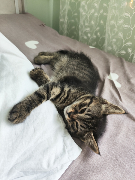 Котенок в добрые руки. Девочка, 2 месяца.