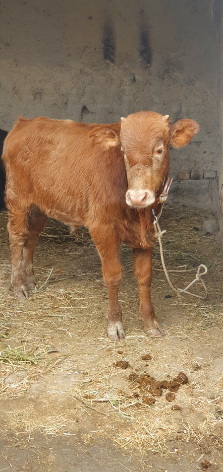 Shivet buqacha sotiladi naxi