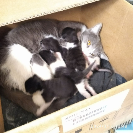 Кошка с котятами