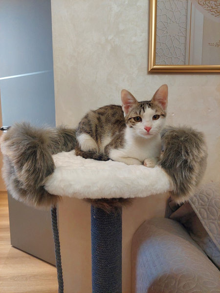 Котёнок девочка красавица