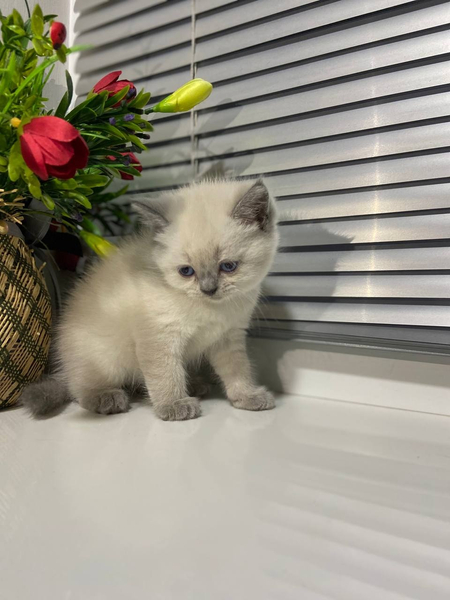 Британский кошки