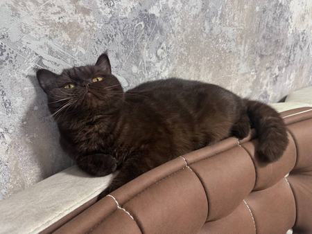 Скоттиш страйт
