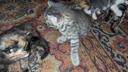 Котята домашние чуть больше месяца
