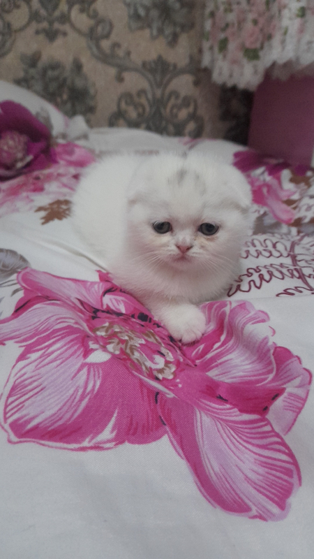 Готова к продаже котята