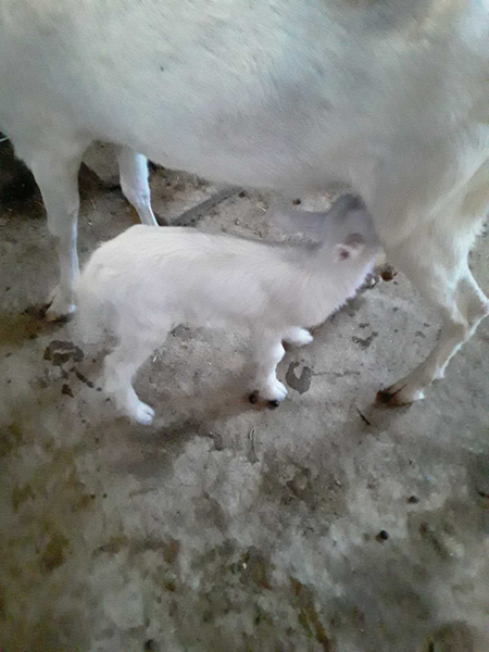 Toza zanin echki