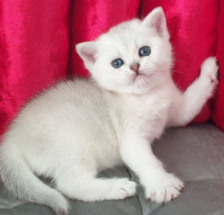 Серебристые шиншиллы