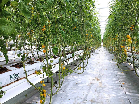 Какос, Cocopeat     .
