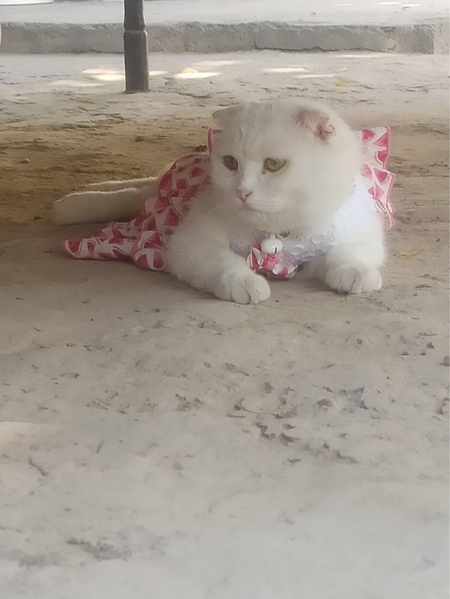 Mushuk sotiladi skotsh fold