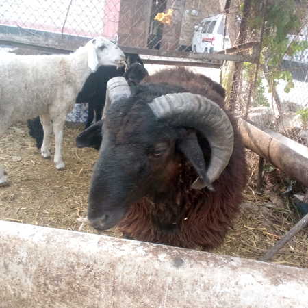 Qoʻchqor  sotiladi sogʻlom yem xoʻr  yana kelishamiz