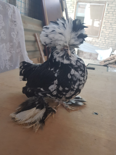 Продаётся корейский бентамки