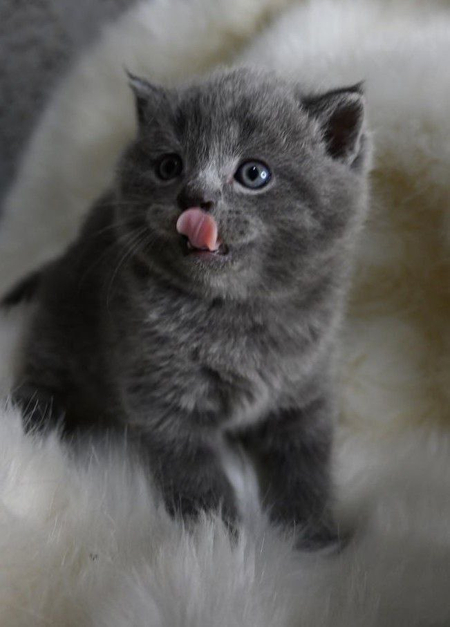 Шотландские котята