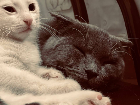 Кот ищет себе невесту !