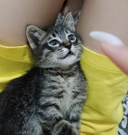 Потерялся котенок. 100.00 сум вознаграждение тому кто найдет!!!