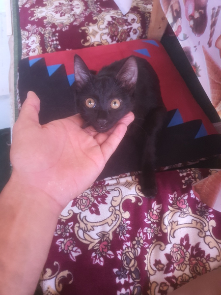 Отдам котёнка в хорошие руки