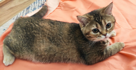 Котенок  золотая шиншилла