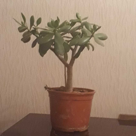 Алоэ, кактус, денежное дерево, финиковая дерево
