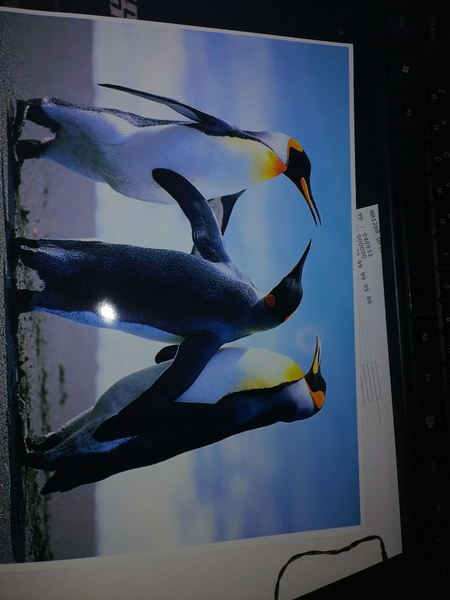 Epson L800 photo printer