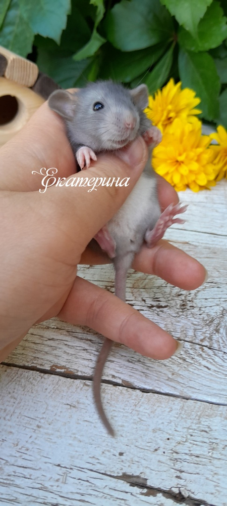 Крысята дамбо малыши большой выбор