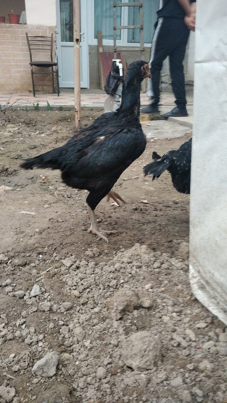 Dakan tovuq sotiladi
